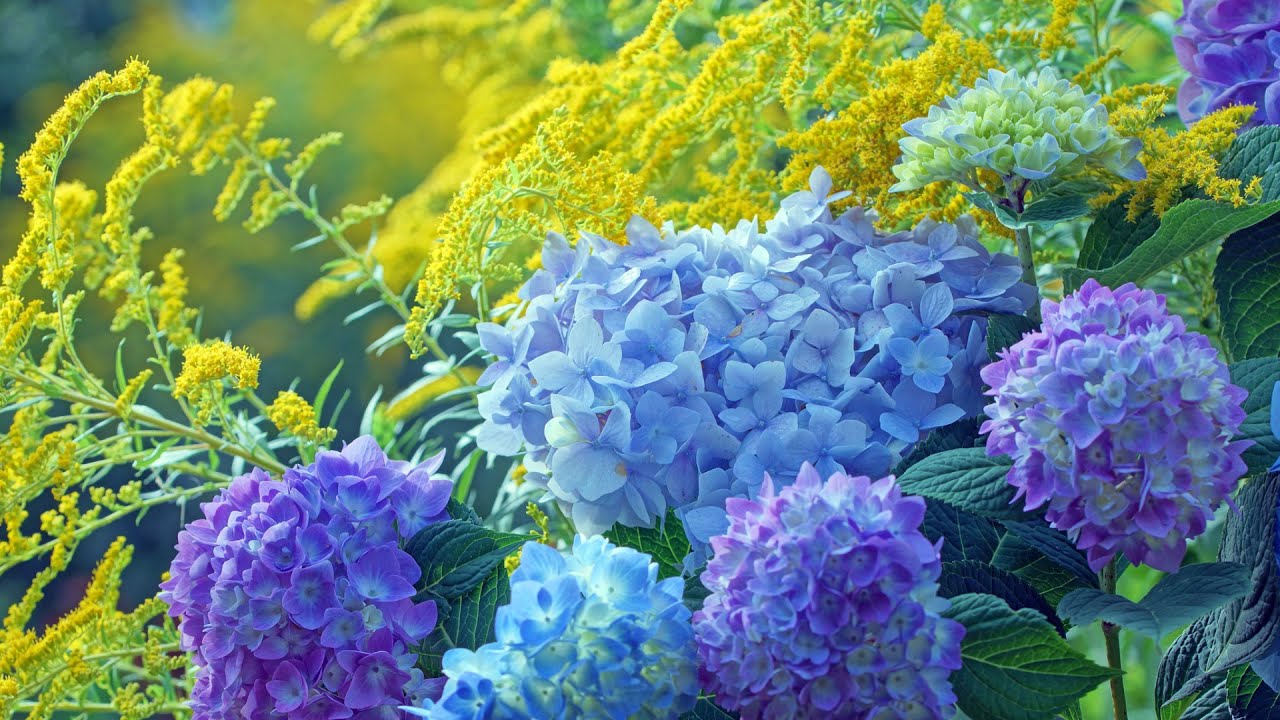 What a Friend We Have in Jesus  (Instrumental) - Traditional Beautiful Hymn - Arranged by Tim Janis