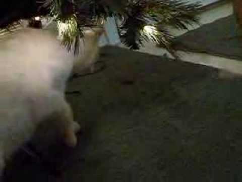 Glade plug in scares the cats Part 1