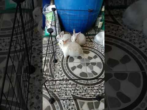 our 5 little bunnies😀😀😀
