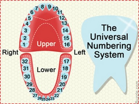 Dental Charts to Understand Tooth Numbering System