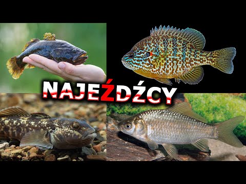 INWAZYJNE Ryby Polskich Wód w AKWARIUM