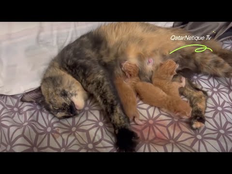 The Miracle of Life: Tortoiseshell Cat Welcomes 4 Adorable Kittens