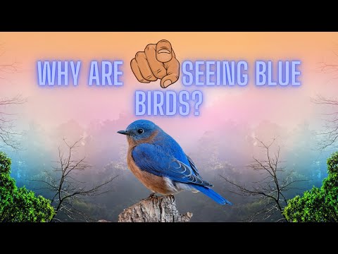 Blue Birds:The Powerful Spiritual Meaning Behind Seeing Them!