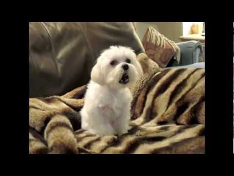 Puppy "Sings" Along With Mr. Sandman Song