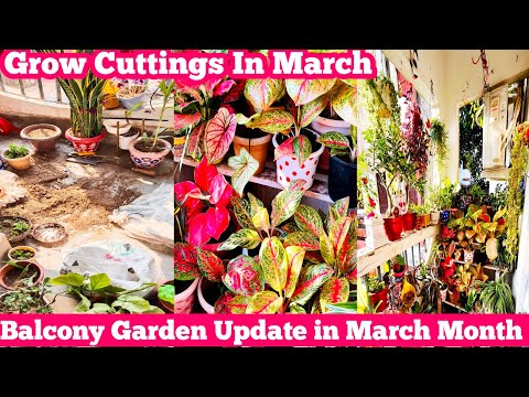 Grow Cuttings In March Month | Plant Cuttings & Repotting | Balcony Garden Update