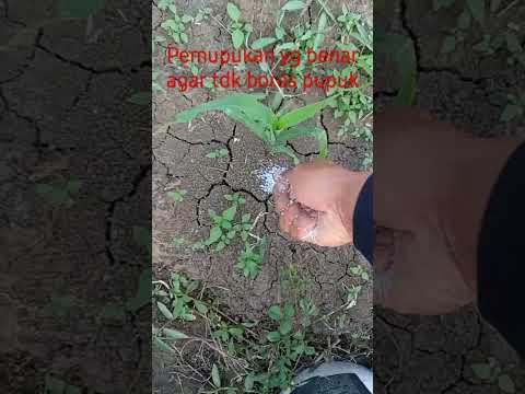 dosis pupuk pertama jagung agar tidak boros pupuk dan hasil maksimal
