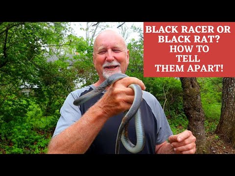 How to ID a Black Racer vs Black Rat Snake. What is the difference?
