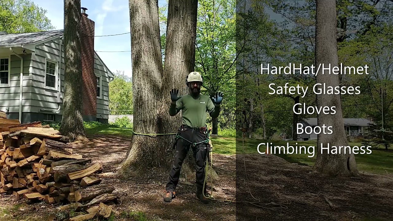 What is an Arborist?
