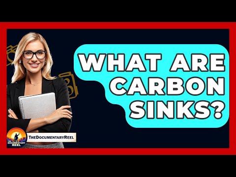 What Are Carbon Sinks? - The Documentary Reel
