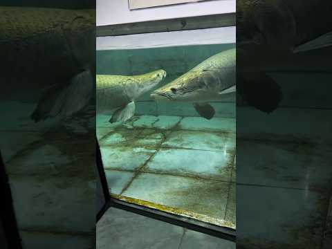 Good snack for the big boy 😅 #arapaima #fish #alligatorgar #aquarium #shortsviral