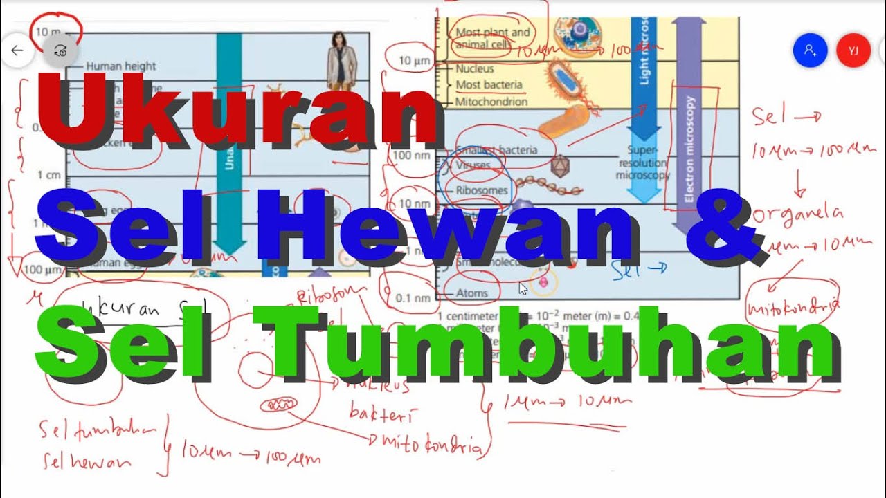 Ukuran Sel Hewan dan Sel Tumbuhan