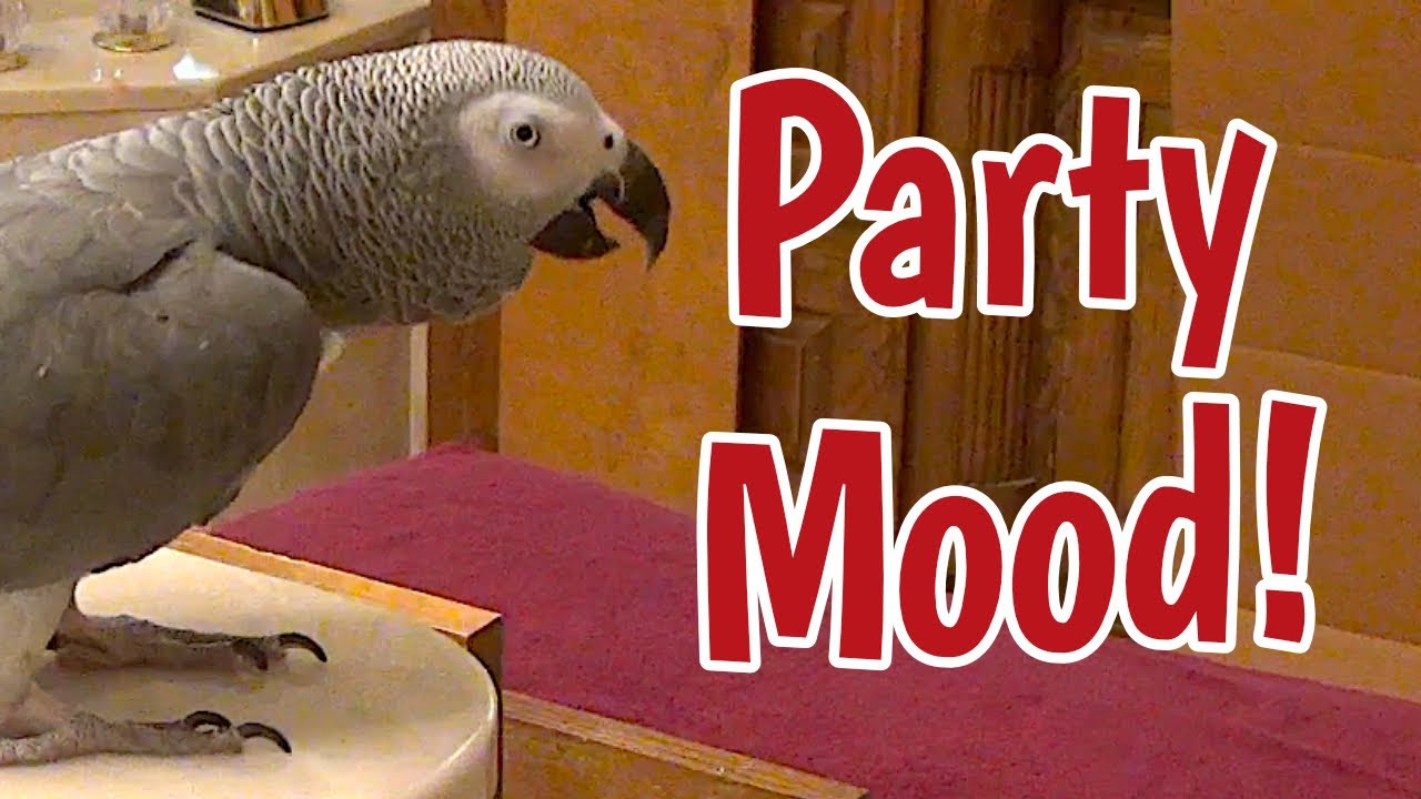 Einstein's in a Party Mood!