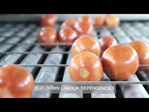 Onion Grading Machine at Best Price in India