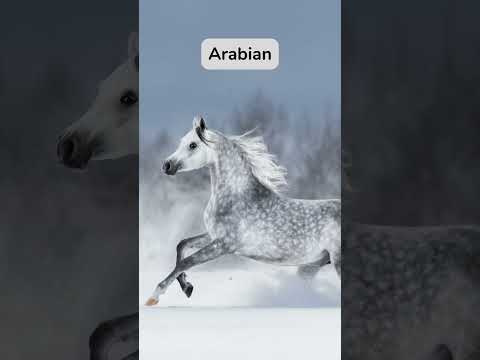 5 Top Horse Breeds