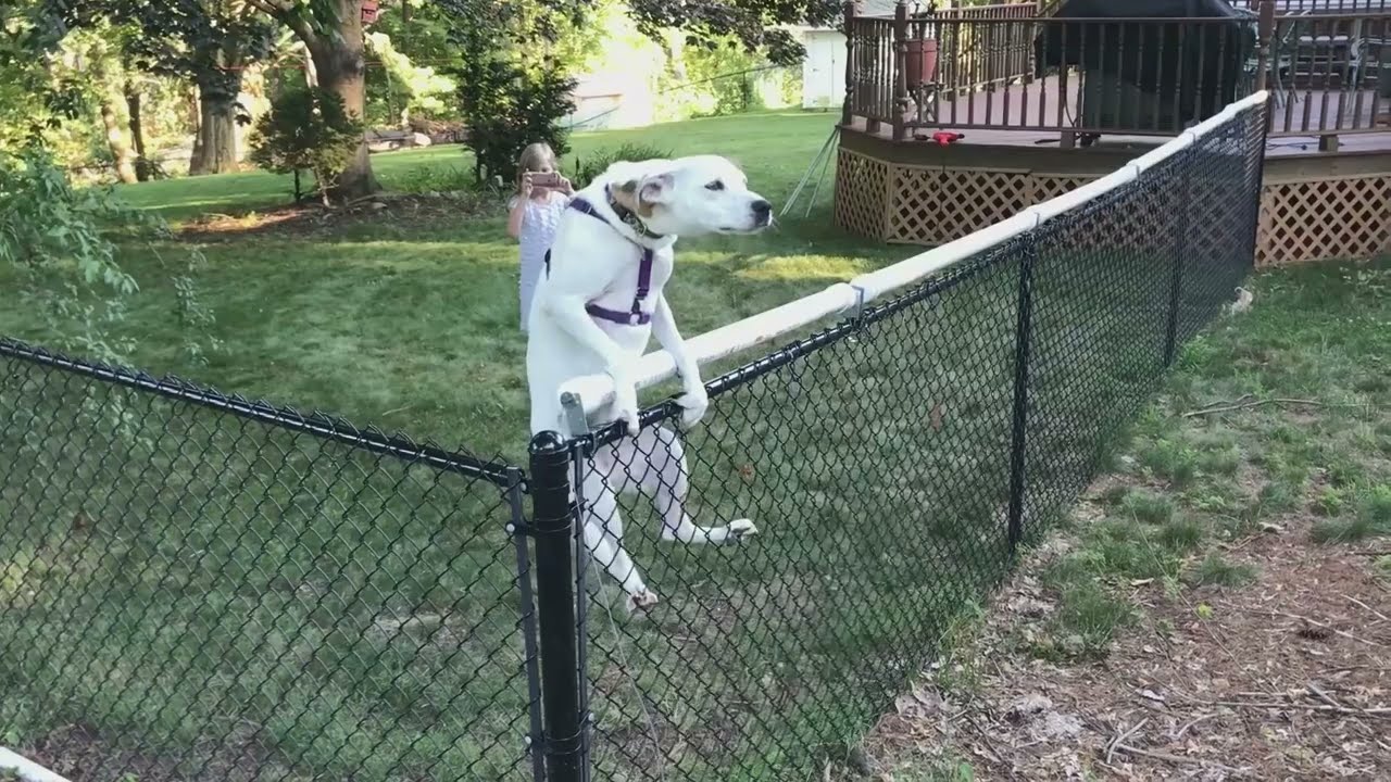 CRAFTY DOG defeats coyote rollers