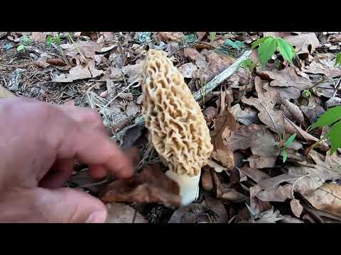 Morel Mushroom hunting in Oklahoma. Easter 2022.