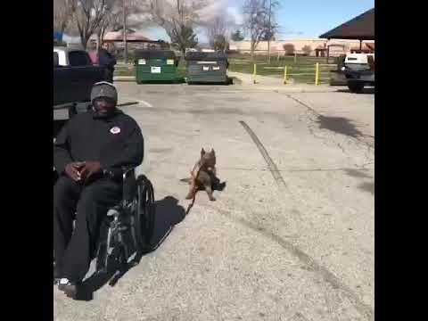 Ace service dog