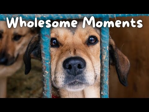 Why EVERYONE Should ADOPT DOGS π | Wholesome Moments