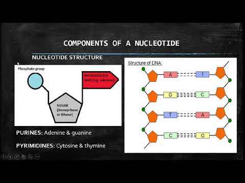 Life Sciences: Nucleic Acids Grade 12