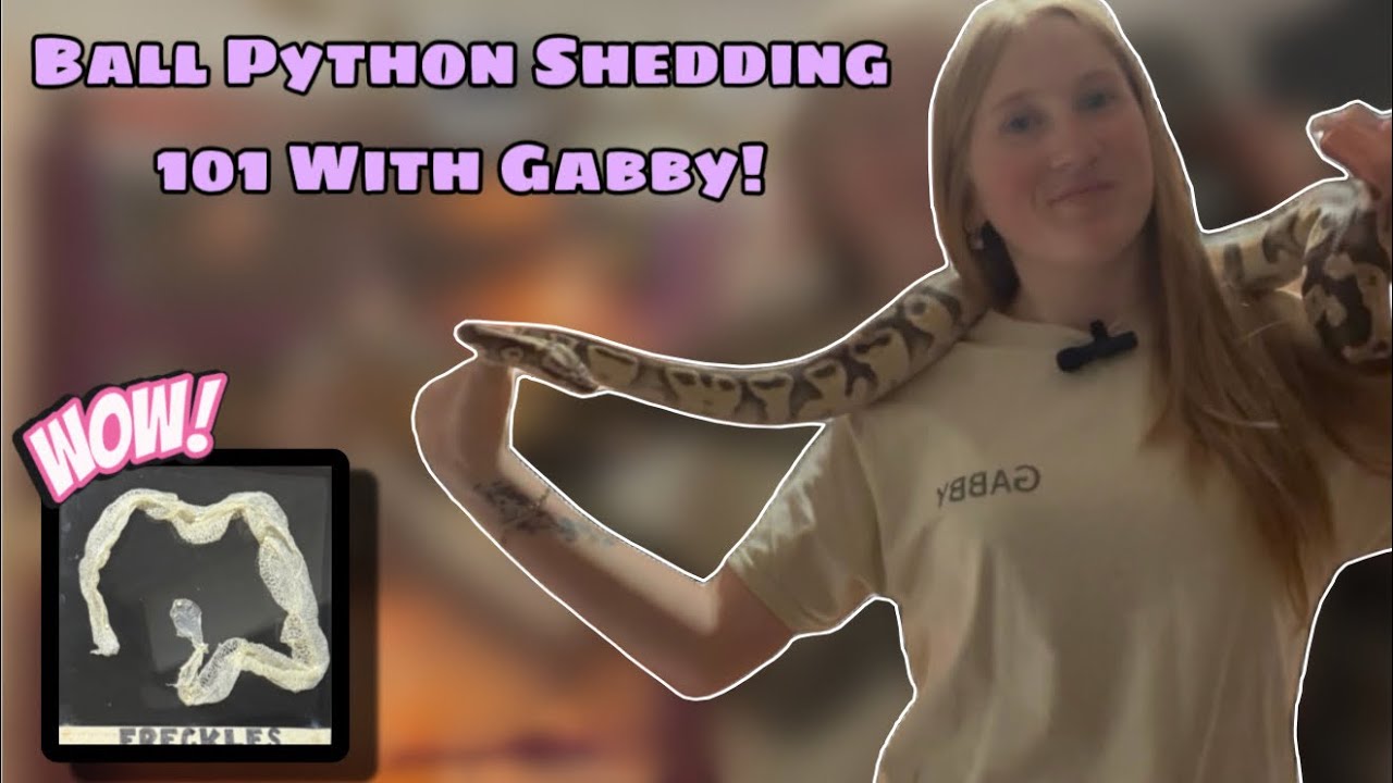 Why are my Ball pythons eyes blue? Here Gabby will go through all the ball python shedding 101s