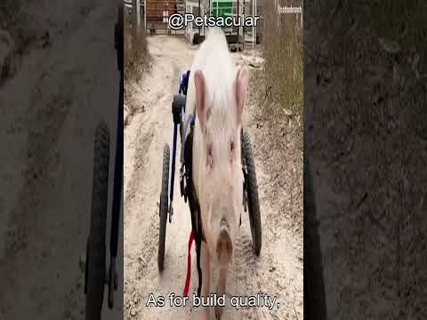 Walkin' Wheels Dog Wheelchair Review: Is It Worth It for Medium/Large Dogs?