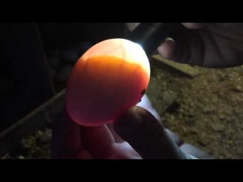 Candling Duck Eggs on day 13 of 28