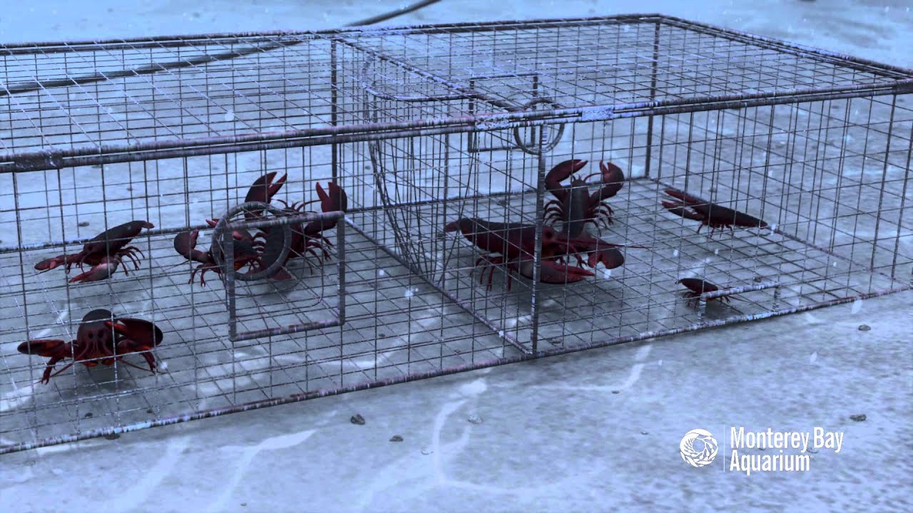 Fishing and farming methods | Seafood basics | Seafood Watch