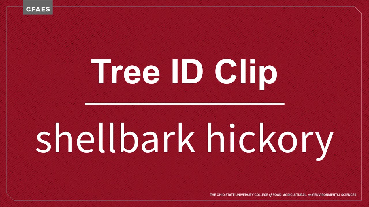 Tree ID Clip: shellbark hickory