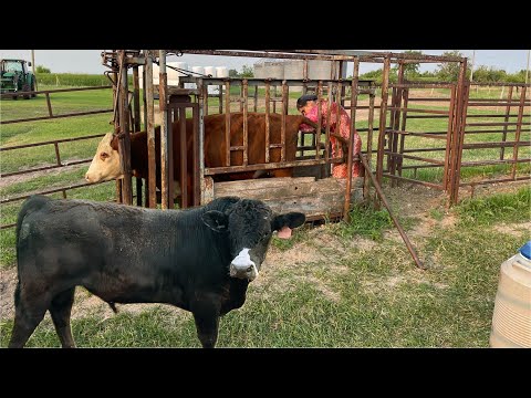 Artificially inseminating heifers and we bought a new bull!