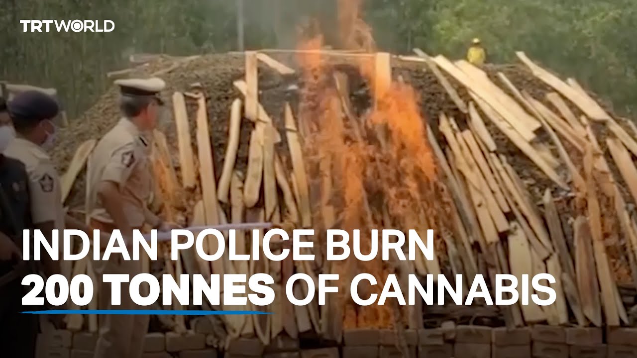 Police in India destroy 200 tonnes of seized marijuana