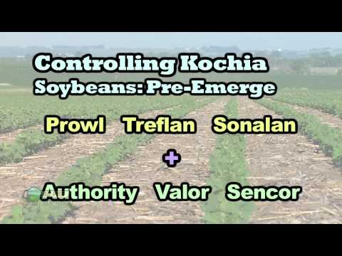 Weed of the Week #745 - Kochia (Air Date 7/15/12)