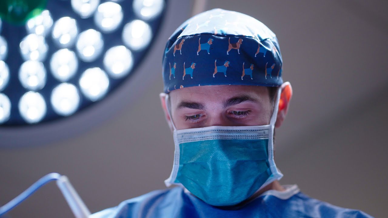 Spotlight on Surgery | BluePearl Pet Hospital