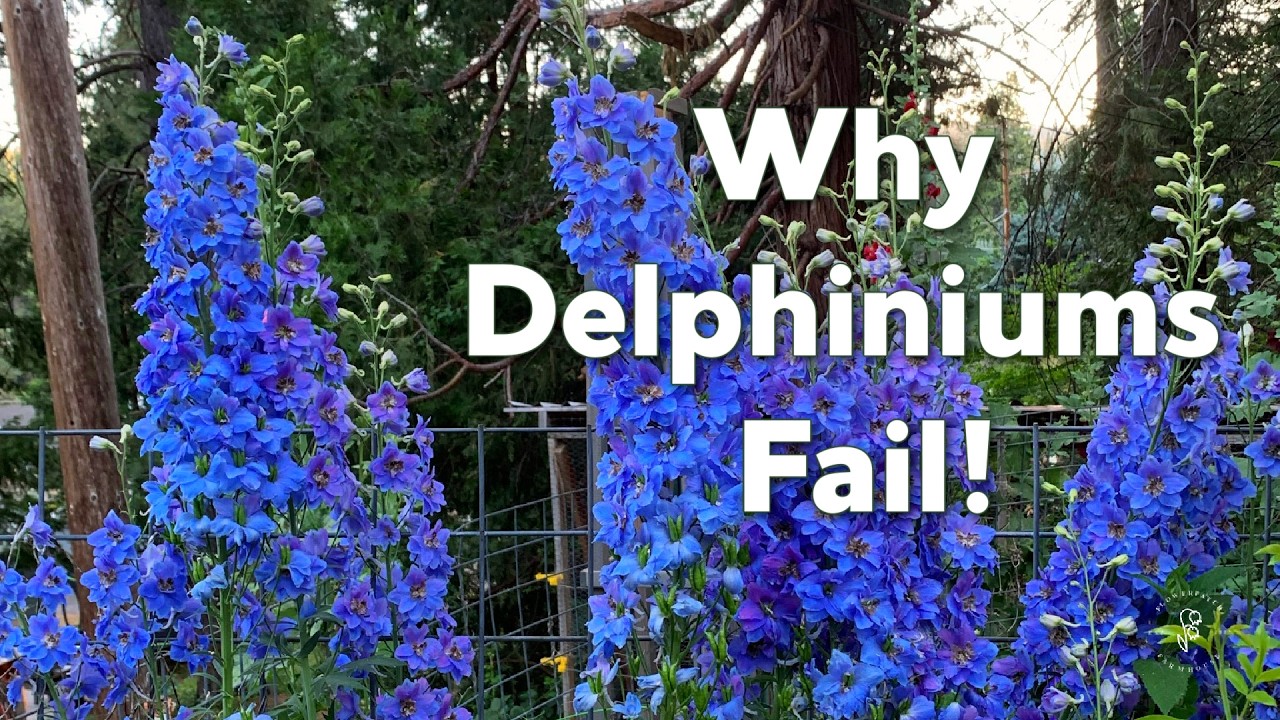 10 Things You Need to Know about Delphiniums