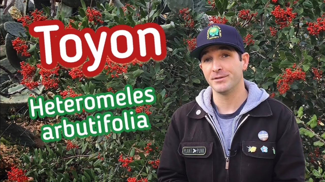 A Tribute to Toyon