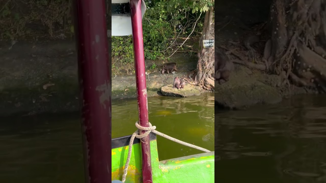 Isla de los monos en Catemaco veracruz