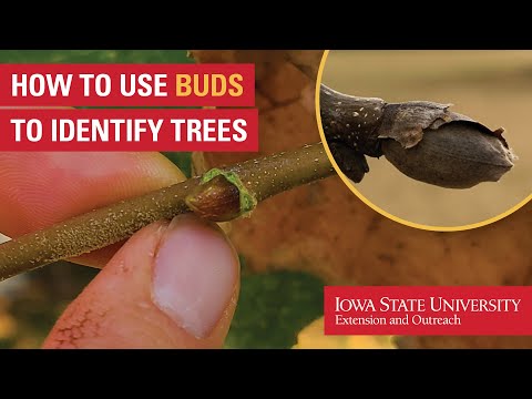 How to Use Buds to Identify Trees