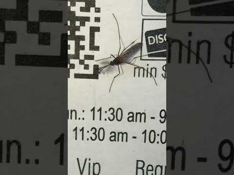 Southern House Mosquito on the Chinese restaurant menu in the window