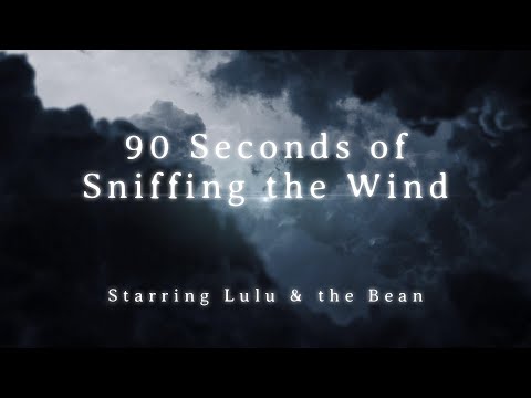 Stormy Sunday: 90 Seconds of Sniffing the Wind – Across the Oonaverse