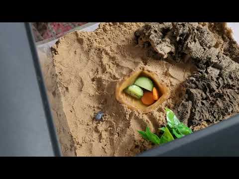 Unboxing Blue death feigning beetles. Bristol invert show pick ups