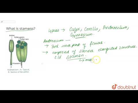 What is stamens?