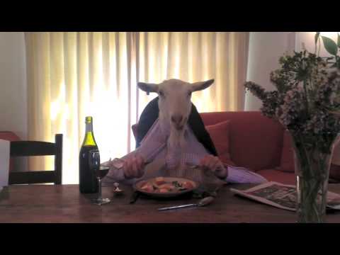 Here is a goat eating dinner wearing people clothes: Watch