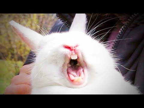 Cute Rabbits 😂 Cute Rabbits Doing Things Funny (Full) [Funny Pets]