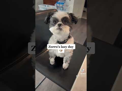 Zorro’s lazy day #shorts #zorro #shorkie