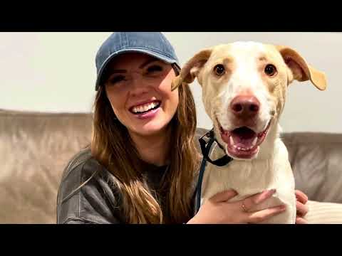 Dog for adoption - Titus Landon the Boy Who Melts Into You, a Labrador ...