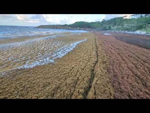 Sargassum surge from Atlantic ocean