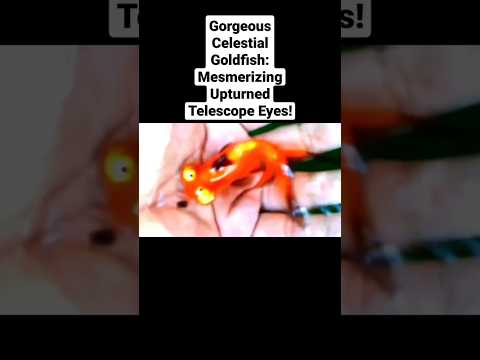 Gorgeous Celestial Goldfish: Mesmerizing Upturned Telescope Eyes!