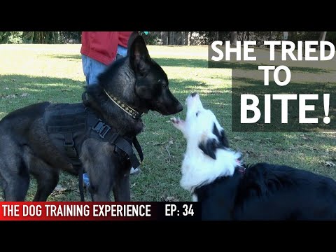 Video Breakdown – Zak George and Inertia – For Dogs Sake YYC