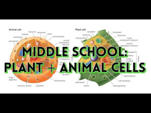 Middle School: Cell Membranes