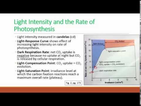 GR 12 Factors Affecting Photosynthesis (Science Tutorial Video)