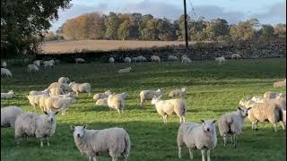 Sheep for Sale & Wanted | Border Livestock Exchange